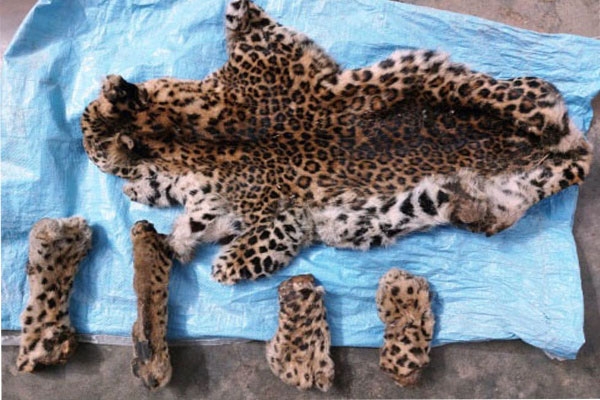 बिबट्याच्या कातडीसह १० आरोपी अटकेत - Berar Times